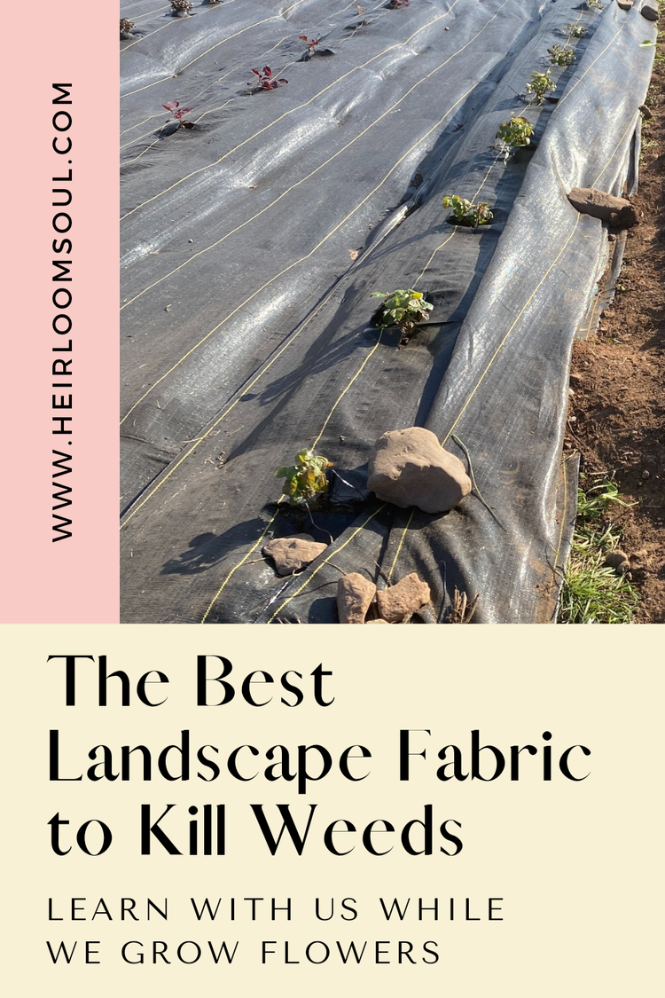 The Best Landscape Fabric for Killing Weeds — Heirloom Soul Florals