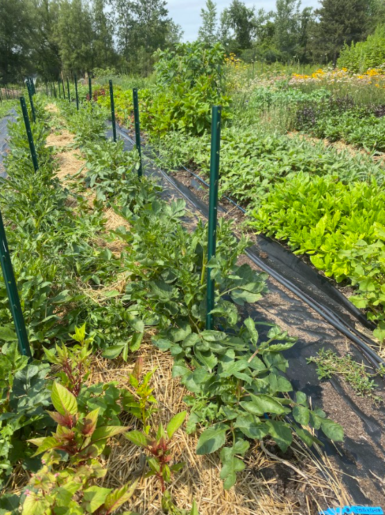 How to Plant Hundreds of Dahlia Tubers — Heirloom Soul Florals