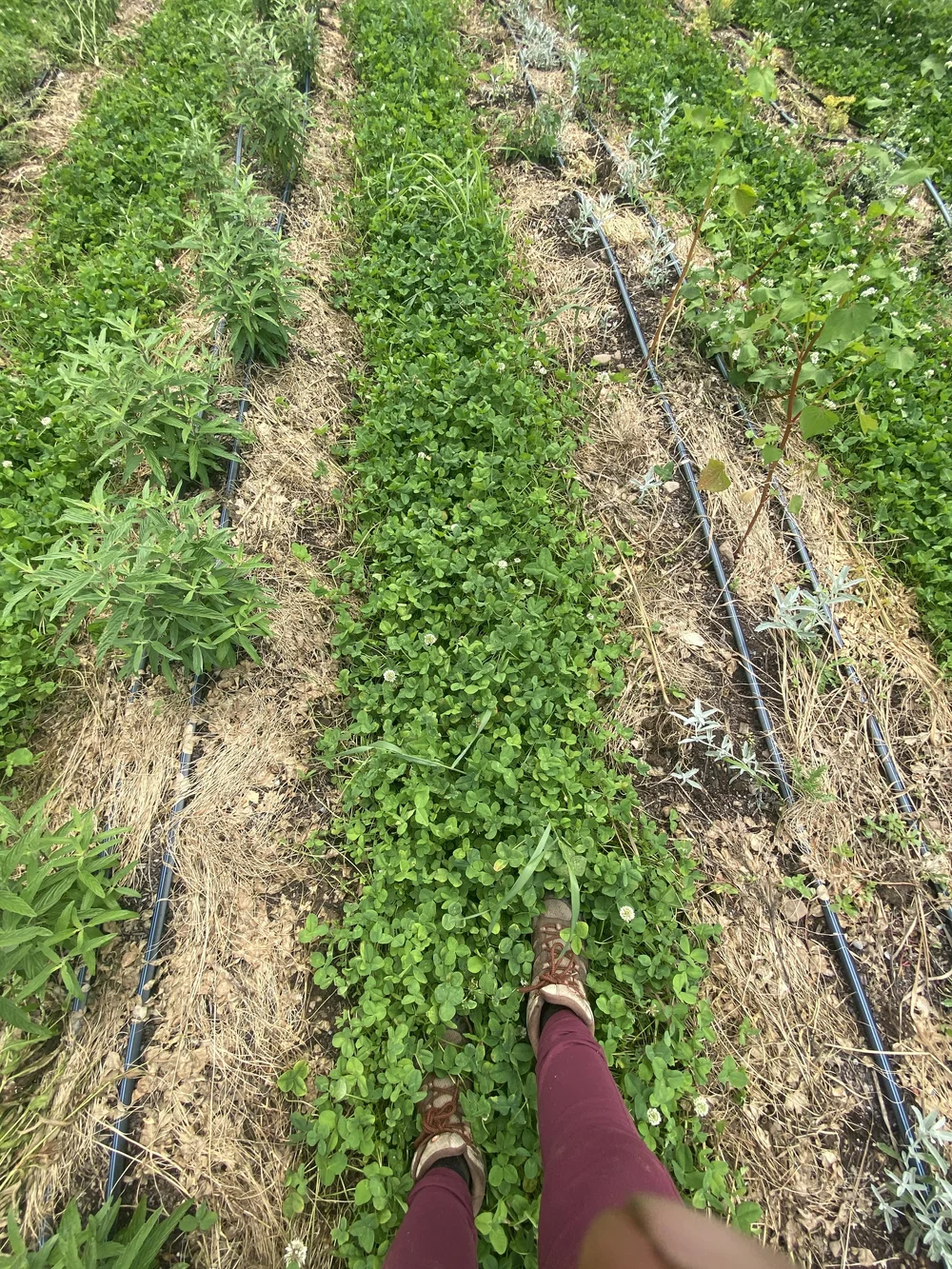 How to Plant Clover Pathways — Heirloom Soul Florals