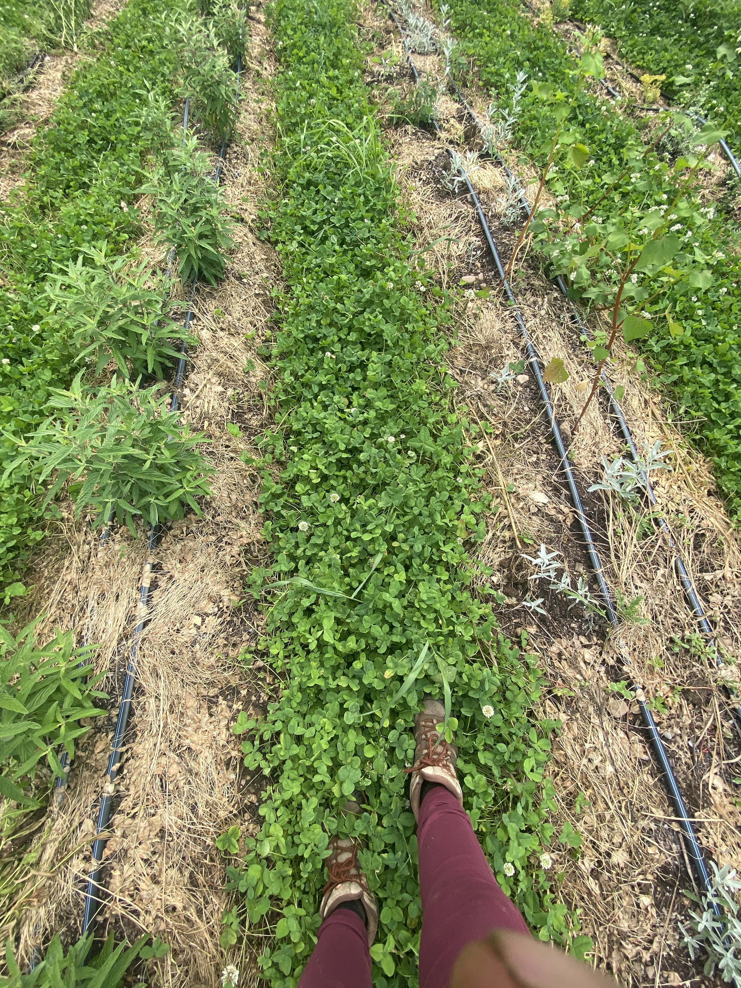 How to Plant Clover Pathways — Heirloom Soul Florals