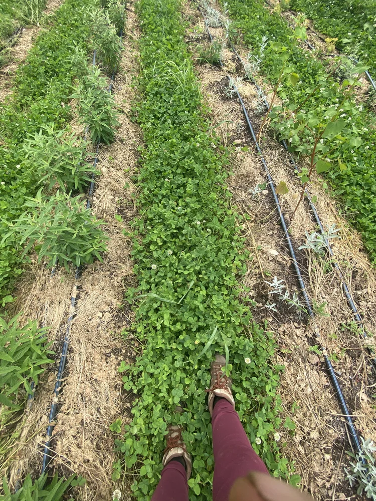 How to Plant Clover Pathways — Heirloom Soul Florals