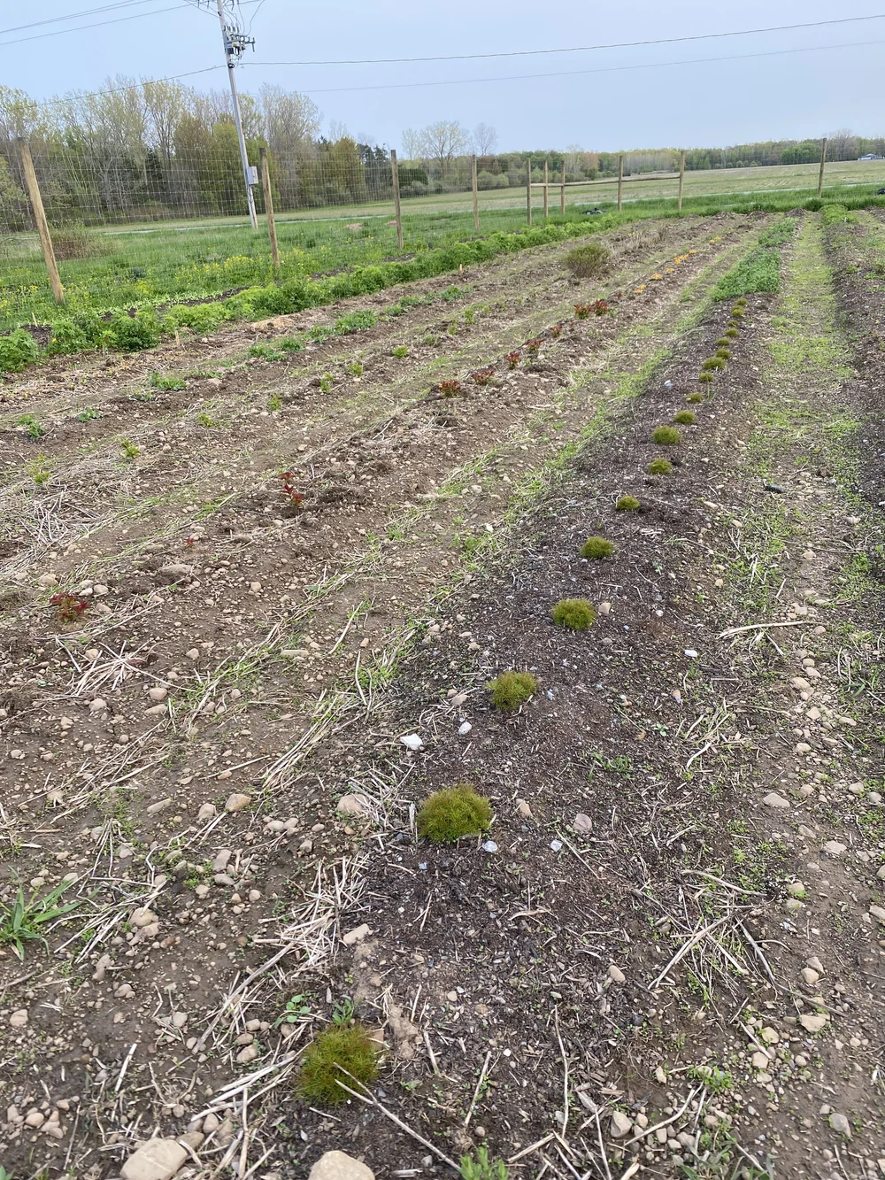 How to Plant Clover Pathways — Heirloom Soul Florals