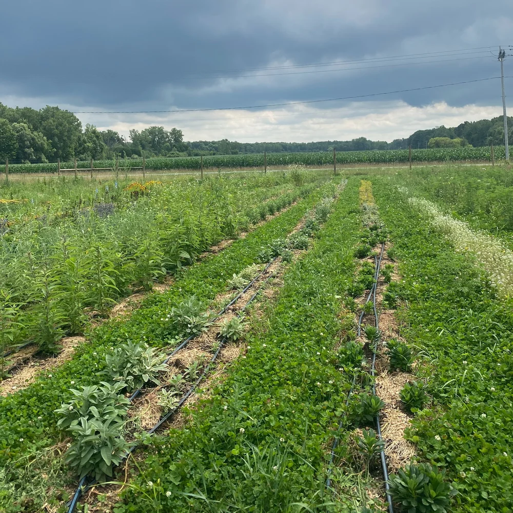 How to Plant Clover Pathways — Heirloom Soul Florals