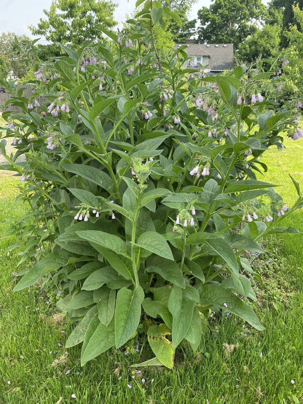 9 Reasons Why you MUST Grow Comfrey — Heirloom Soul Florals