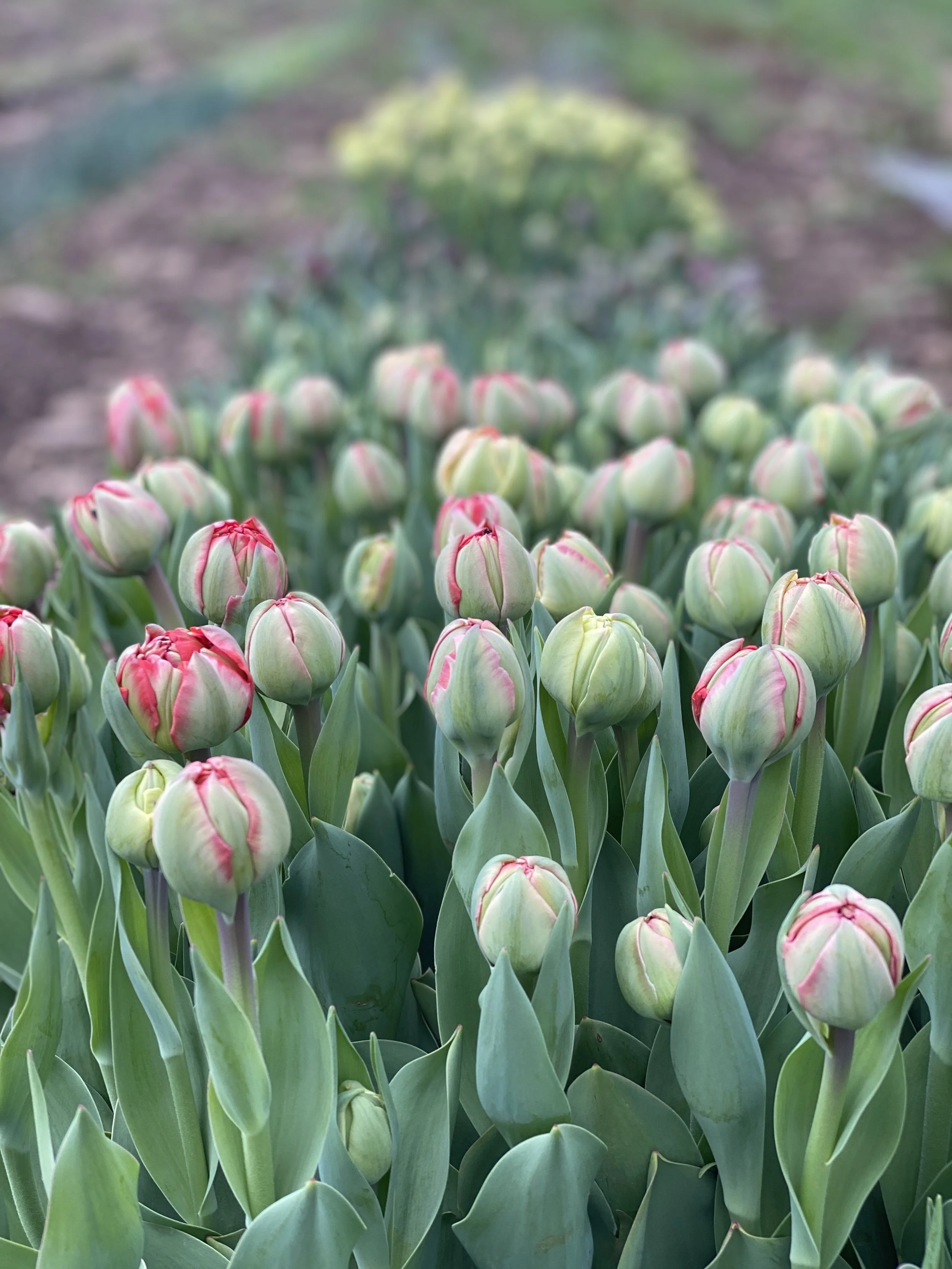 WHY WE DON'T GROW TULIPS ANYMORE — Heirloom Soul Florals