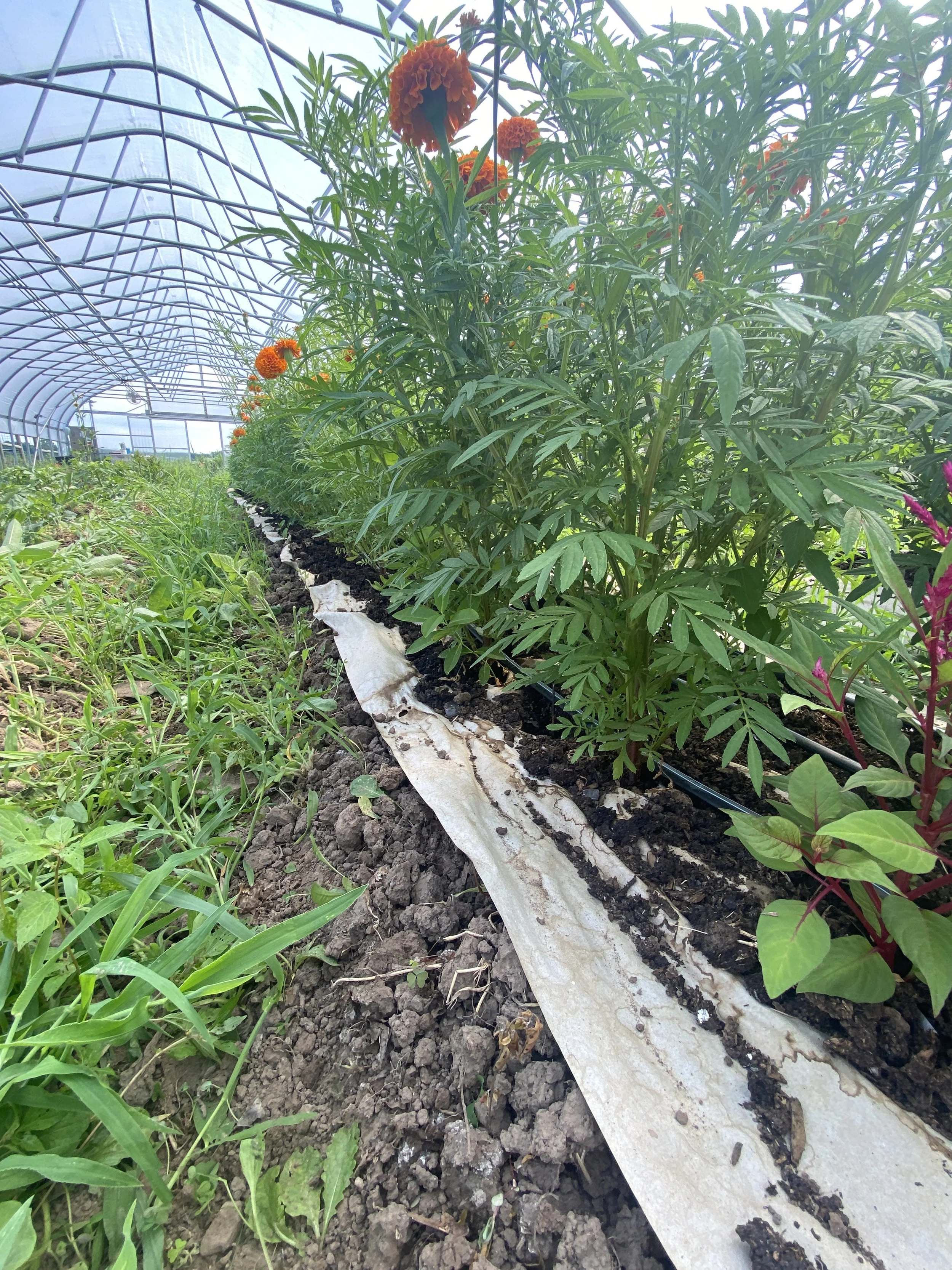 How to Use Paper Mulch to Suppress Weeds — Heirloom Soul Florals