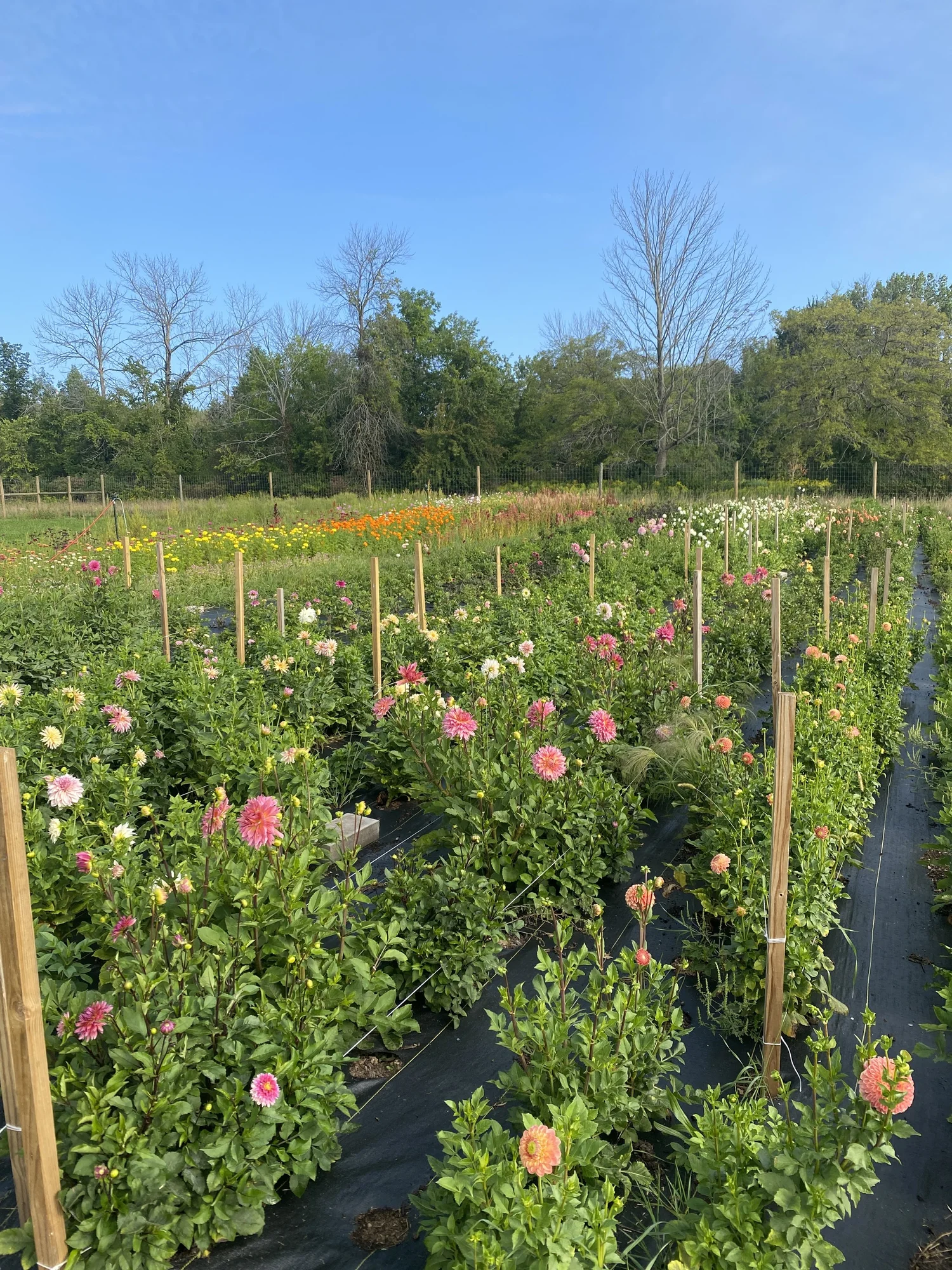 How to Plant Hundreds of Dahlia Tubers — Heirloom Soul Florals