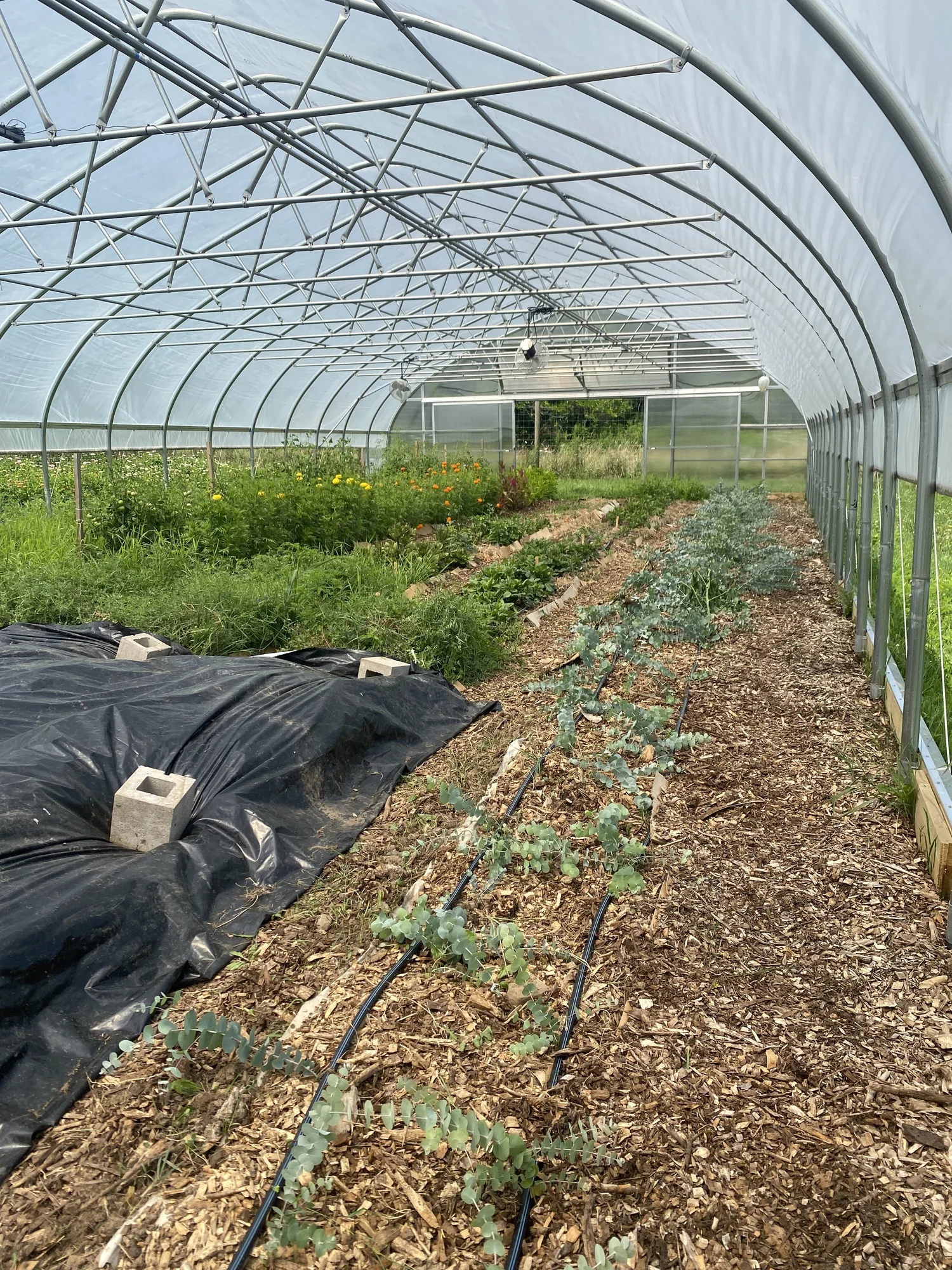 How to Use Paper Mulch to Suppress Weeds — Heirloom Soul Florals