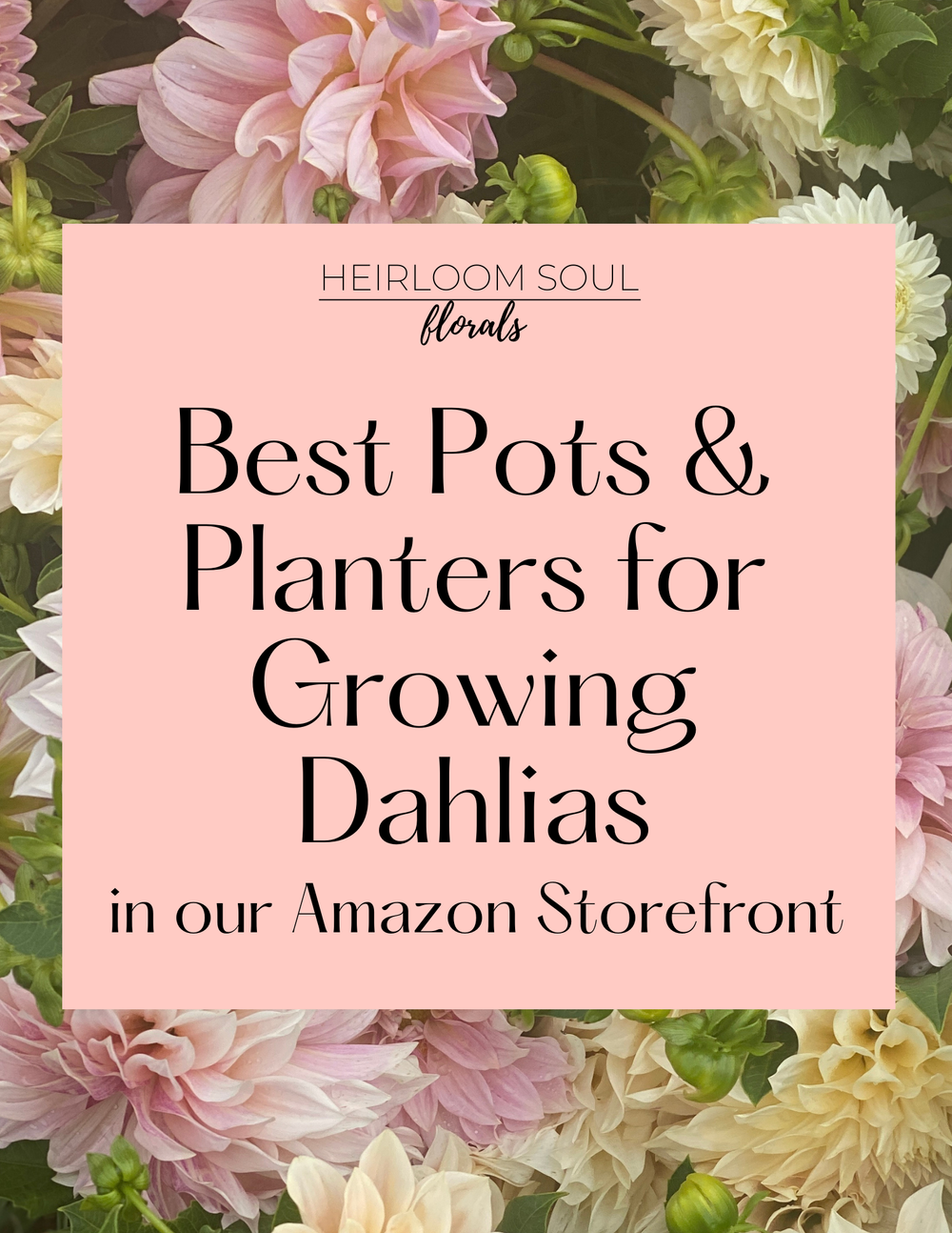 How to Grow Dahlias in Pots — Heirloom Soul Florals