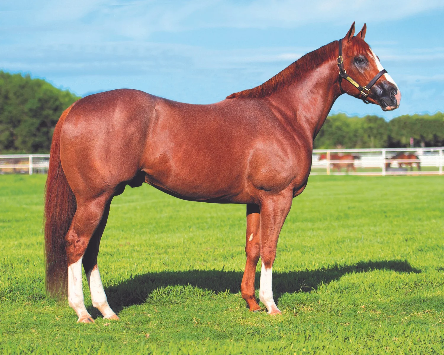 The Story of a Now-Famous Stallion Never to See the Winner’s Circle ...