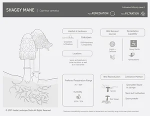 Fungus x Design: Mycelium Research — Goode Landscape Studio