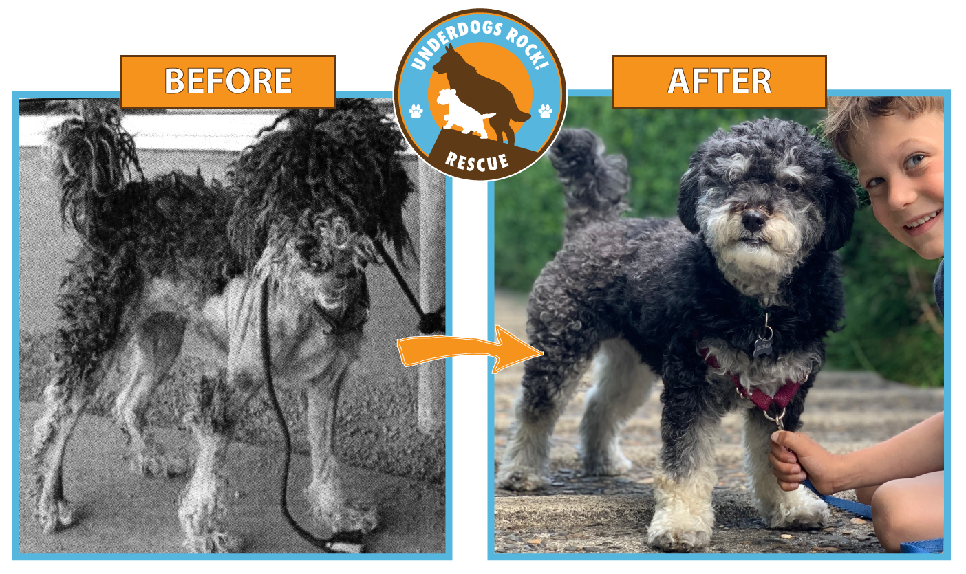 Underdogs Rock! Rescue / Portland, Oregon Dog Rescue