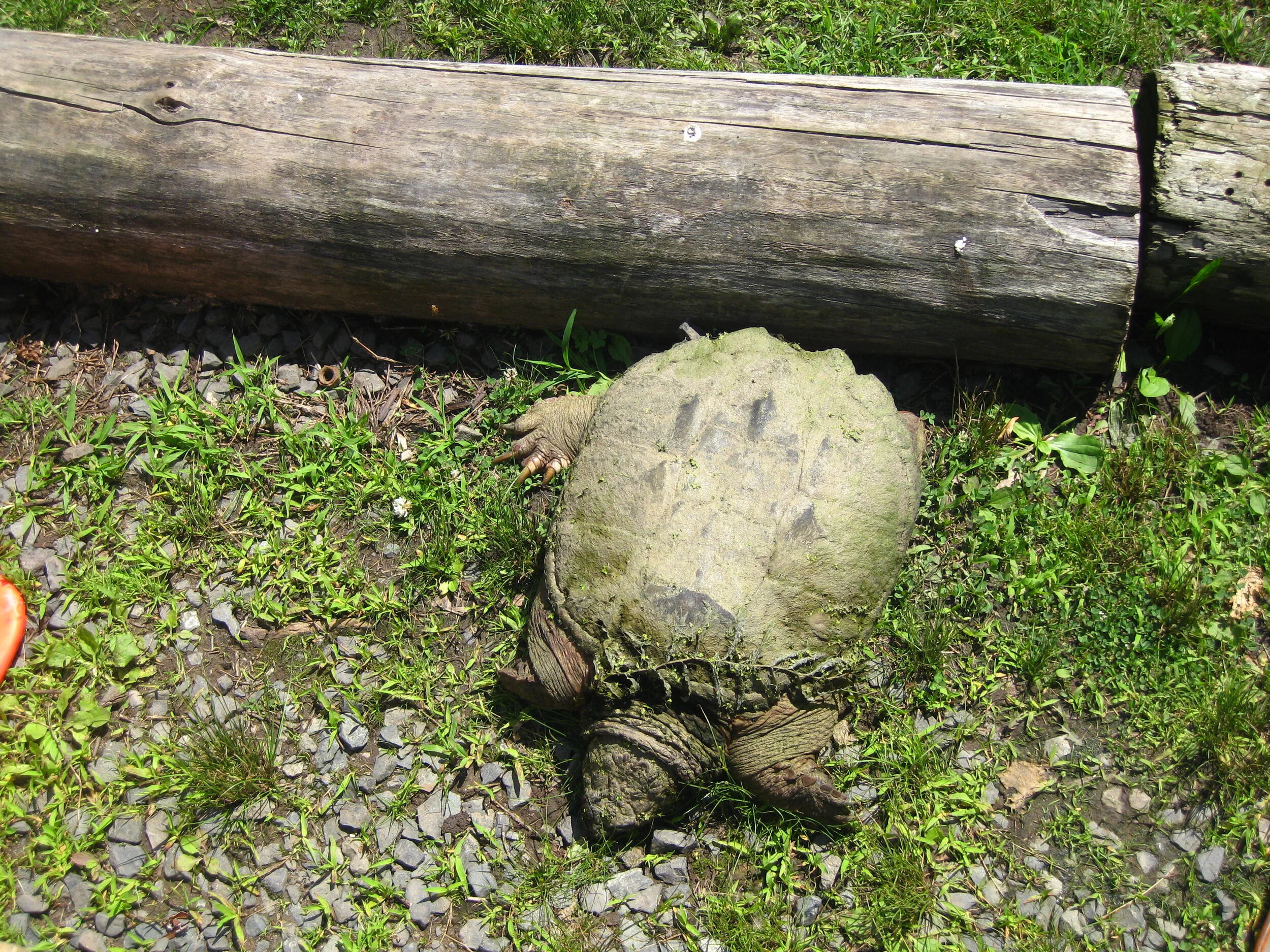 Common Snapping Turtle — Flat Rock Brook