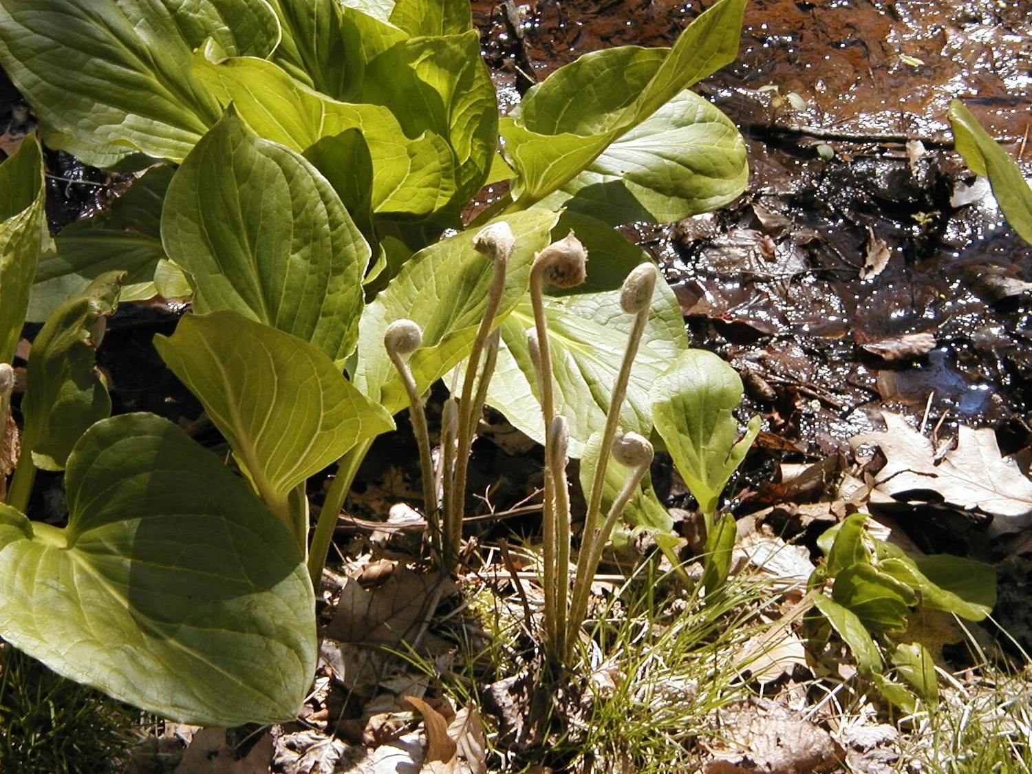Pechay Plant Clipart