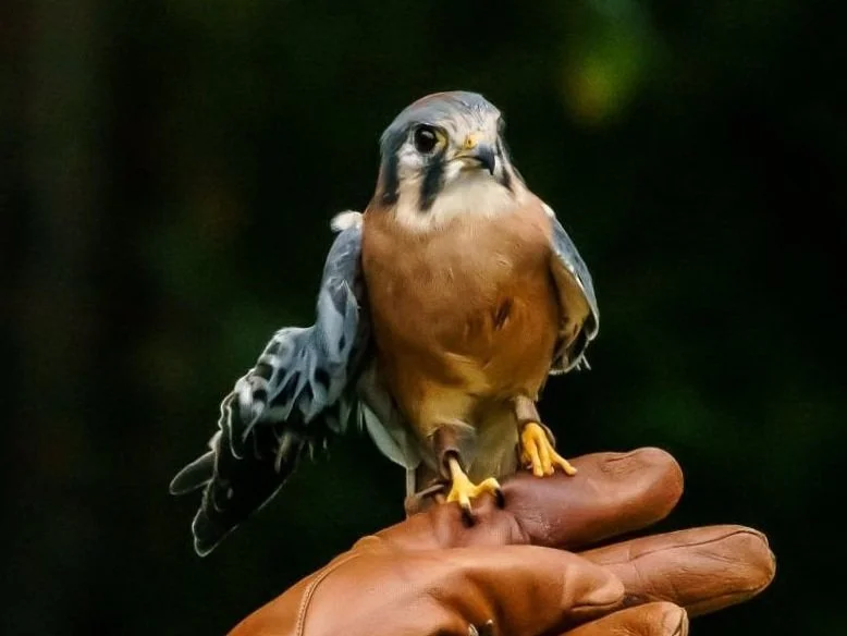 Adopt a Raptor Program — Flat Rock Brook