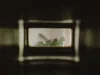 Camera Spotlight - Panorama Wide Pic — PHOTO CINEMATICA