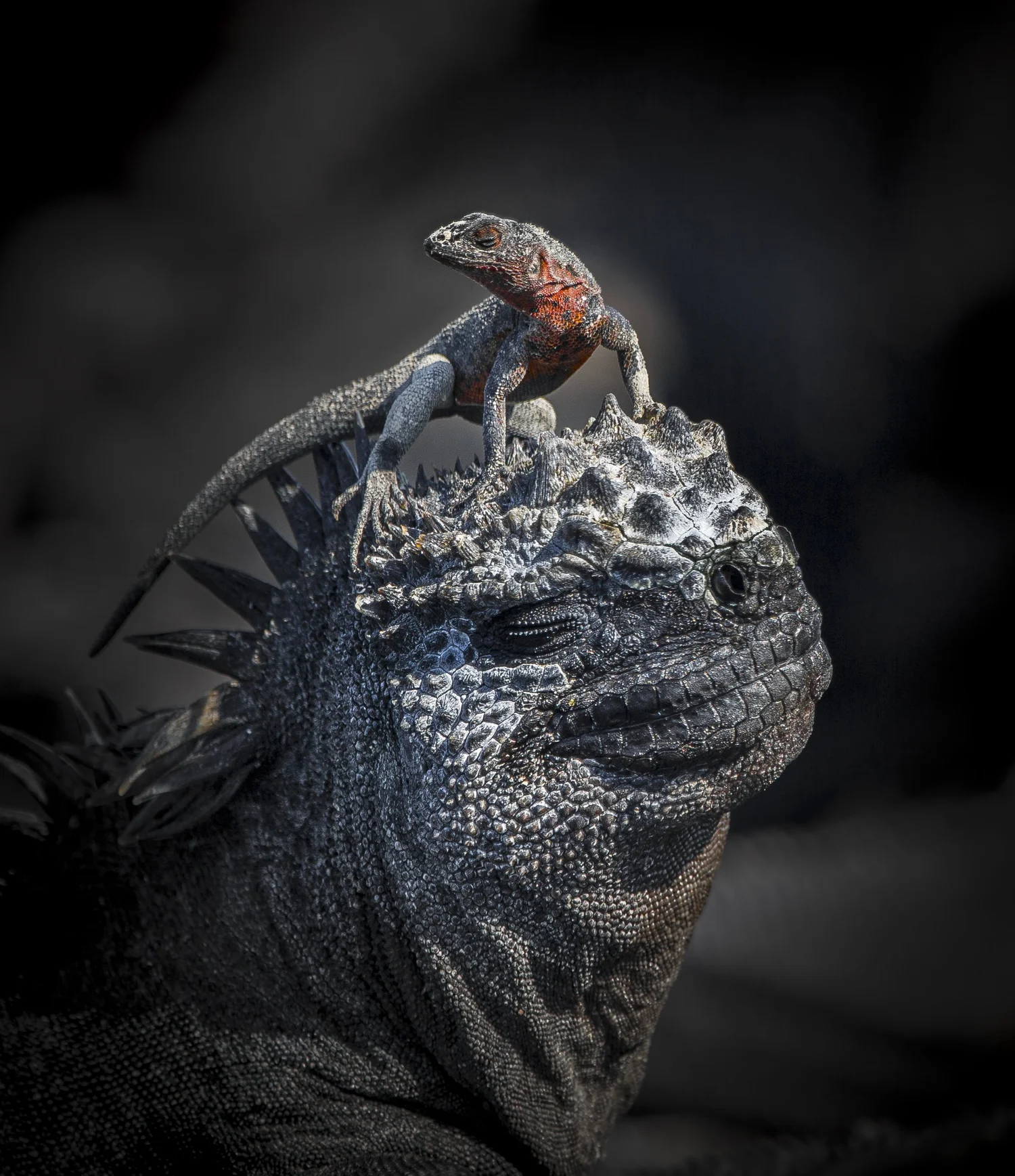 Winners 2024 — WORLD NATURE PHOTOGRAPHY AWARDS