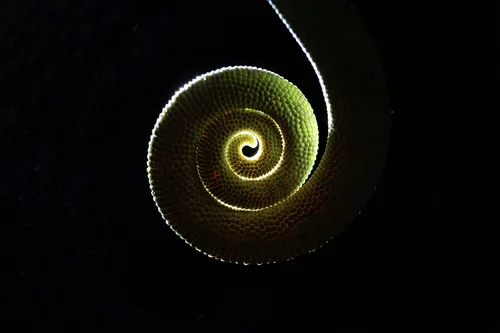 Nature and wildlife photography competition | WORLD NATURE PHOTOGRAPHY ...