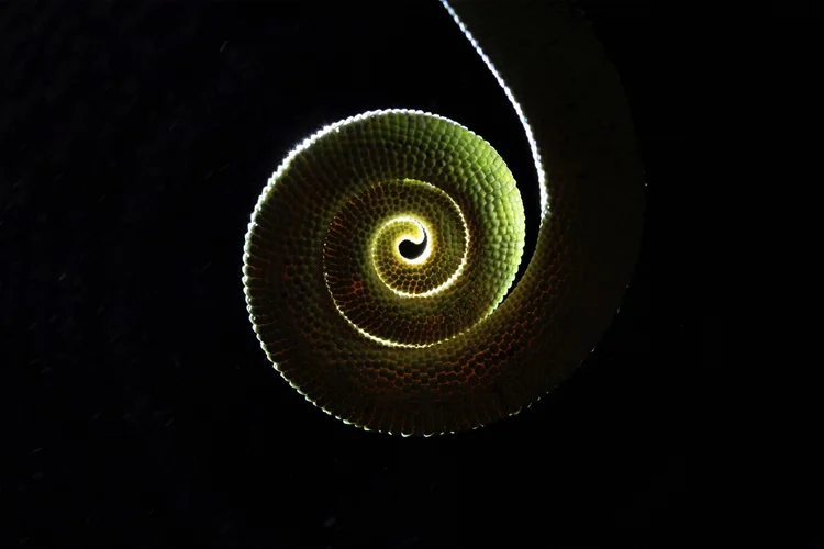 Nature and wildlife photography competition | WORLD NATURE PHOTOGRAPHY ...