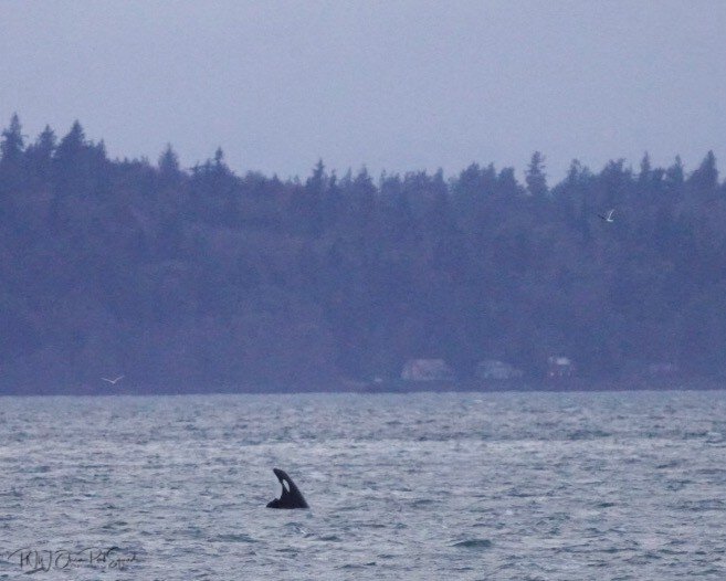 Life Styles of a Whale Lady — PNW Orca Pod Squad Photography