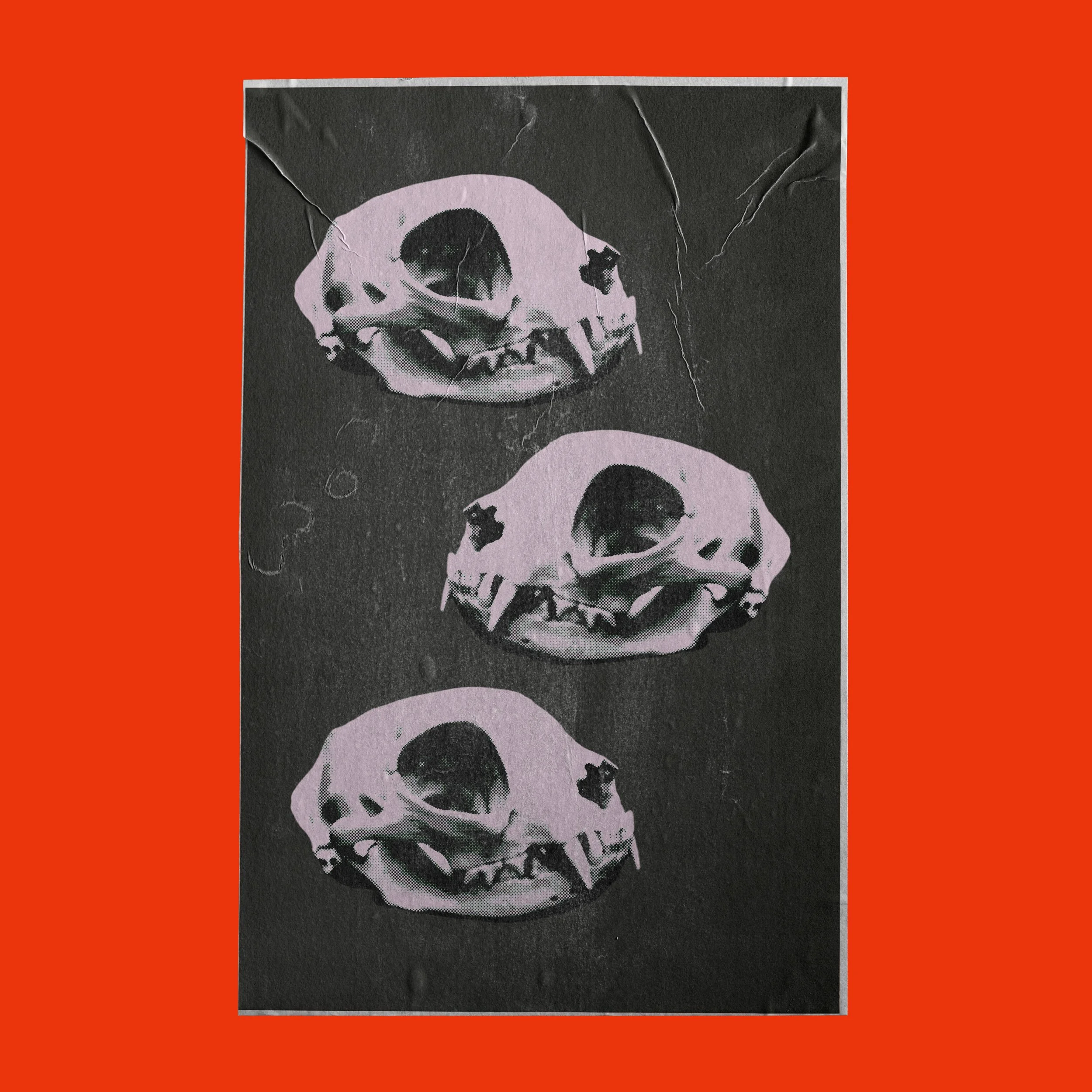 Bodega — Salumi Studio