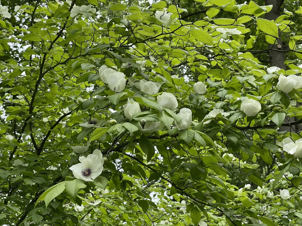 Why is no one growing and selling this extraordinarily beautiful native ...