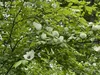 Why is no one growing and selling this extraordinarily beautiful native ...