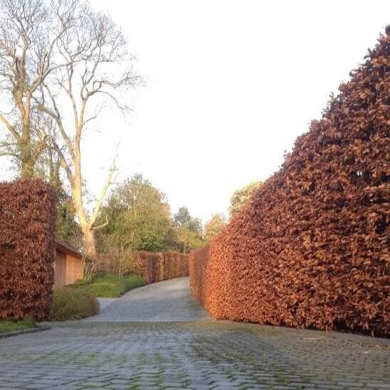 Are hedges the most important design feature in a garden | Alaster ...