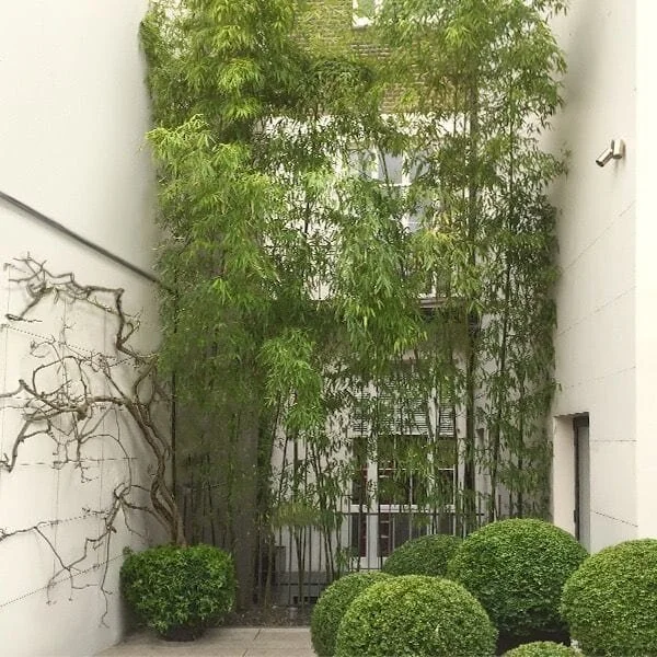 From yew to myrtle there are many wonderful species of hedges | Alaster ...