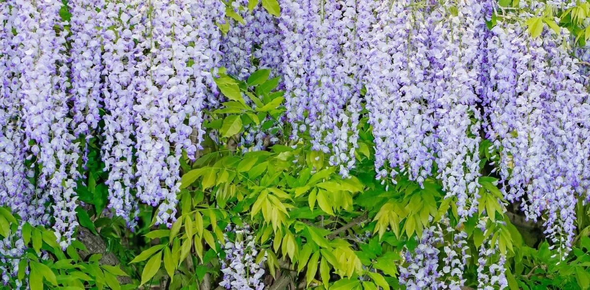 A Head Gardener Service that provides skill and knowledge to support ...