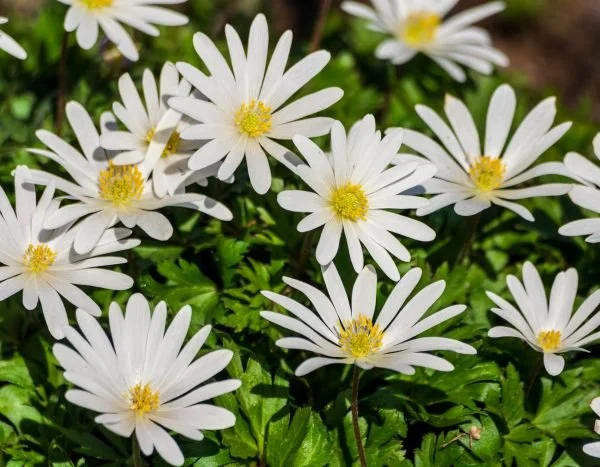 Our top recommendations for white flowering bulbs, shrubs, trees ...