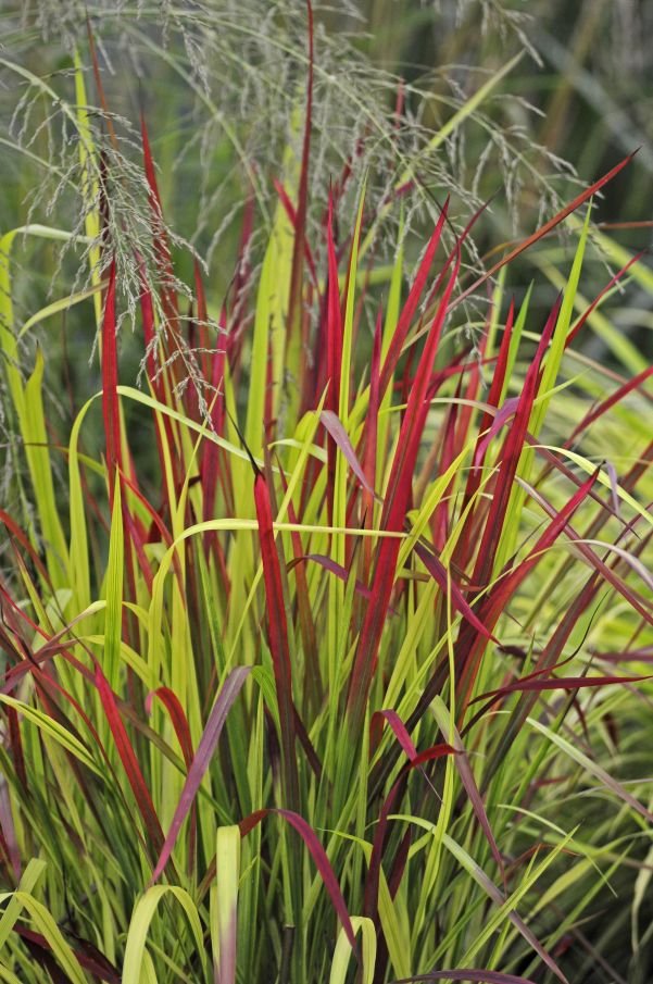 Ornamental grasses are great for zoning, adding height, movement, low ...