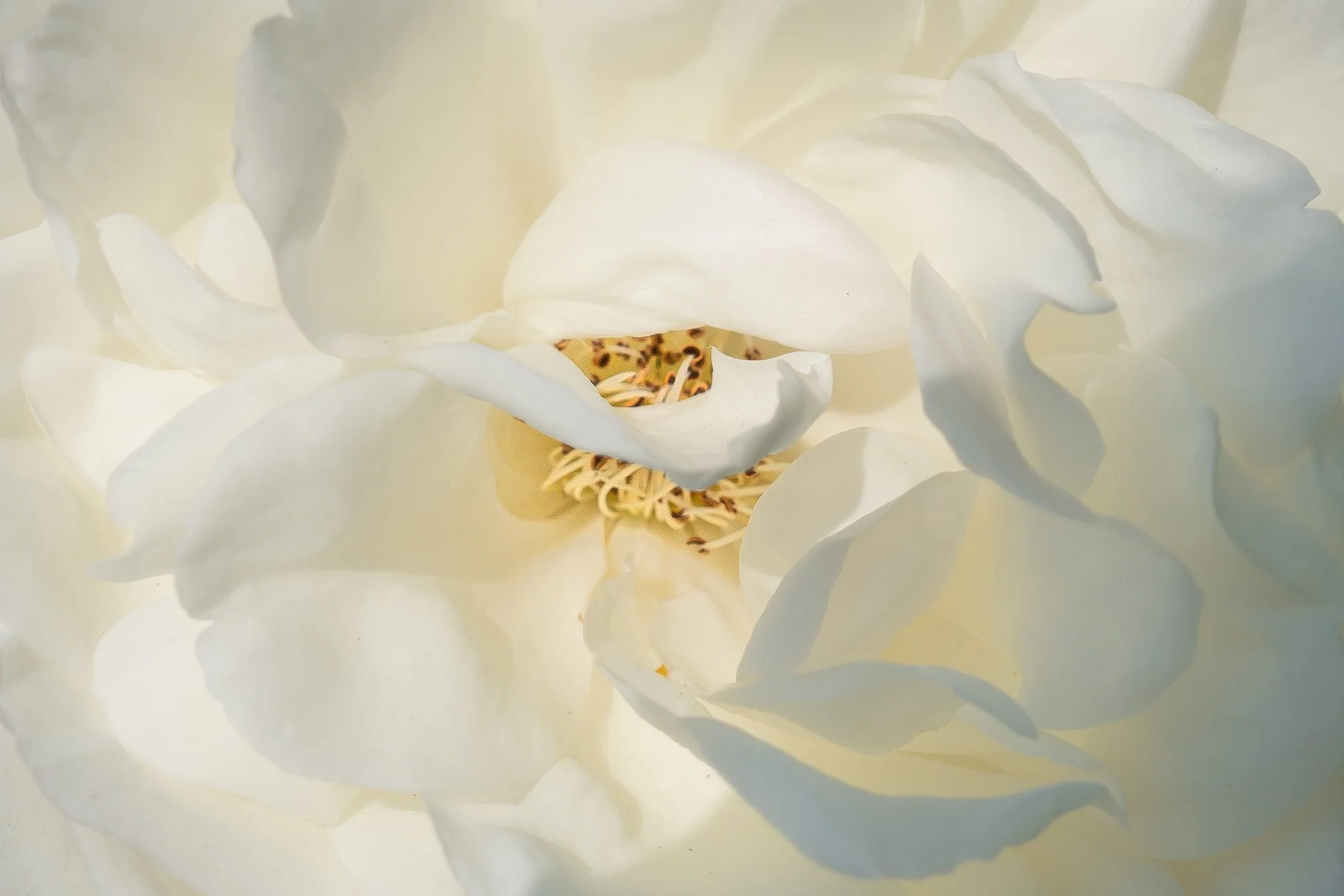 repeat flowering roses | Alaster Anderson - The Planting Experts ...