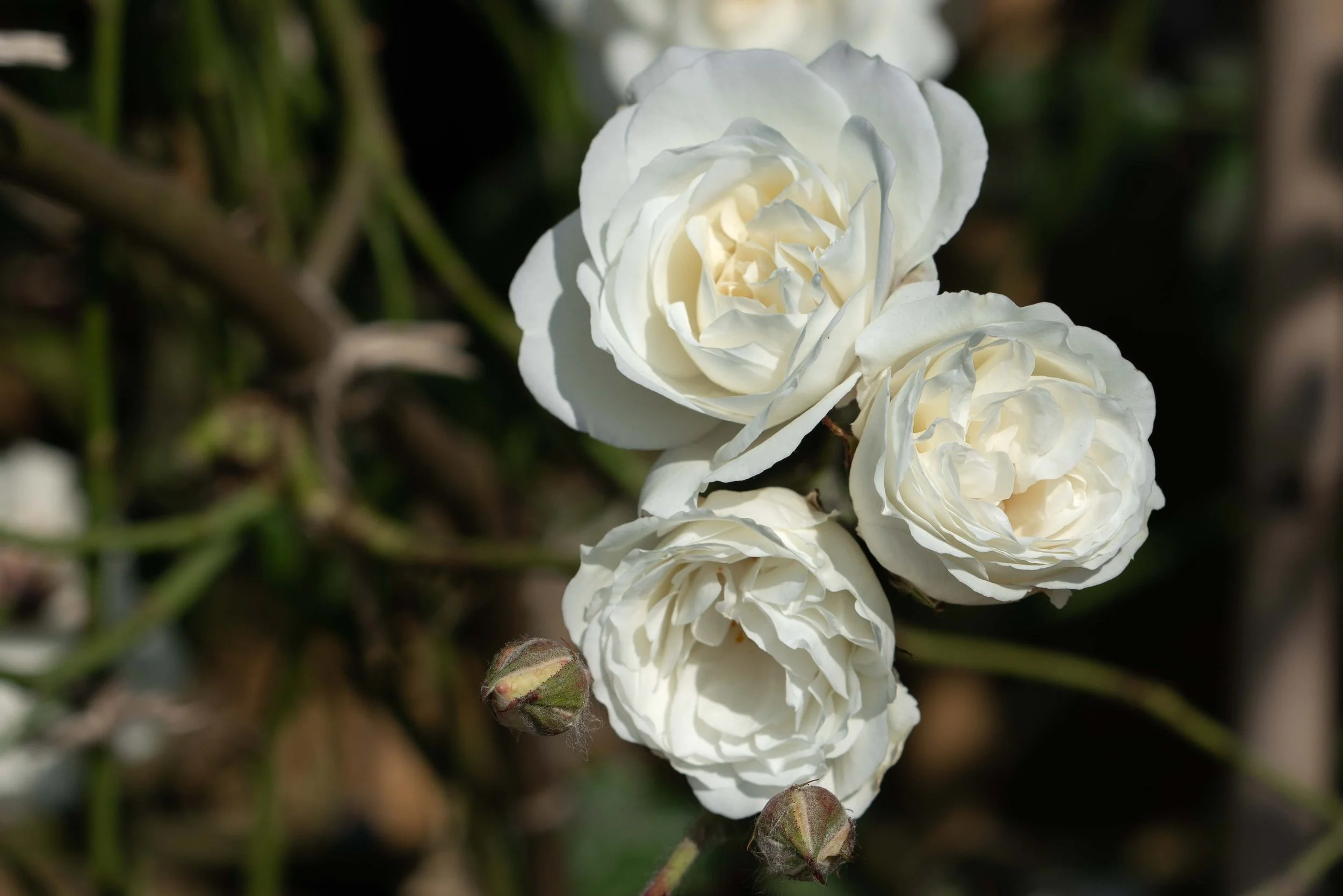 repeat flowering roses | Alaster Anderson - The Planting Experts ...