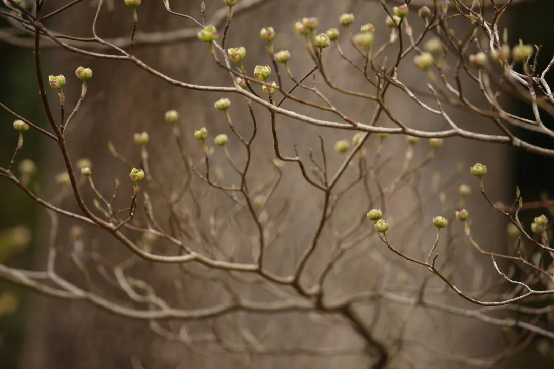 Japanese Garden — Morven Sustainability Lab - Logo
