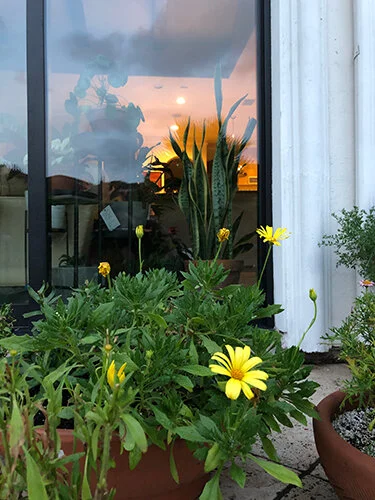 POTTED FLOWERS IN SUNLESS "SUNSET" — LUCY KETCHUM