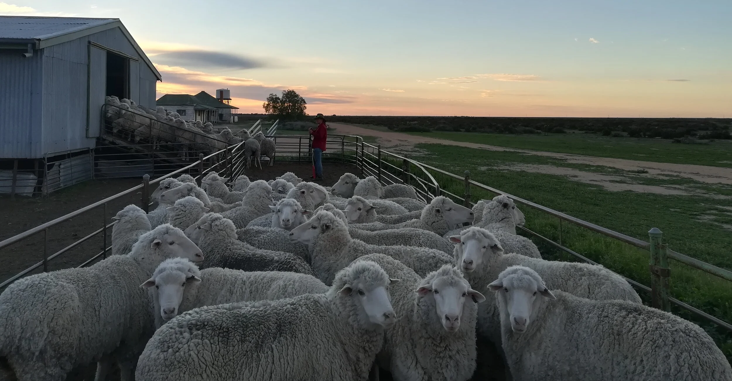 Keri-Keri Merino