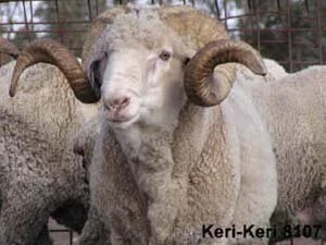 Our Sheep — Keri-Keri Merino