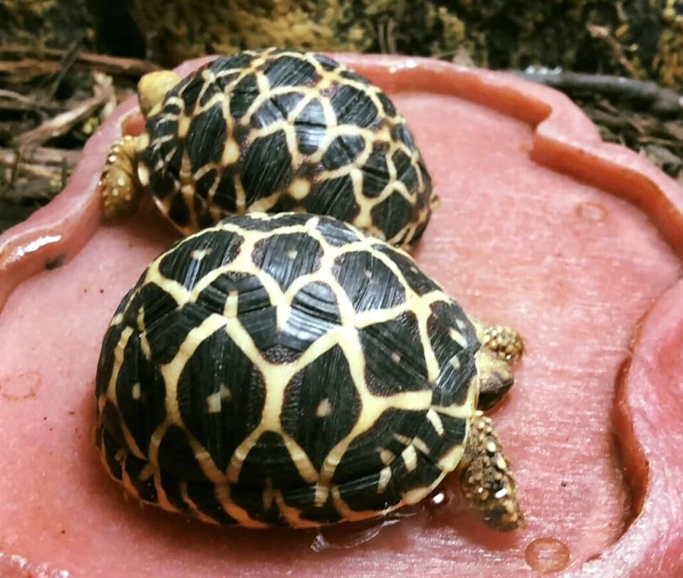 Rodriguez Chelonians