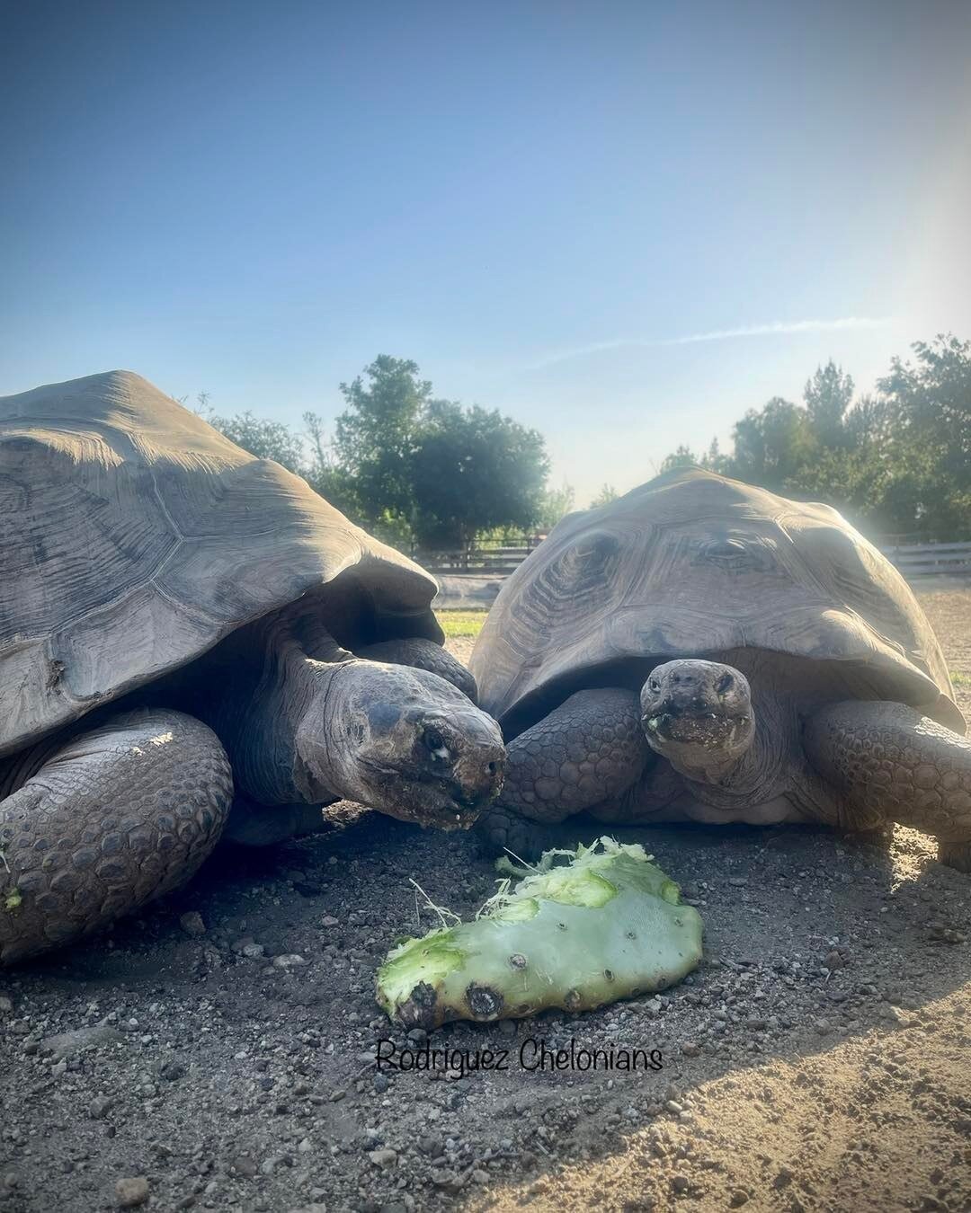 Gallery — Rodriguez Chelonians