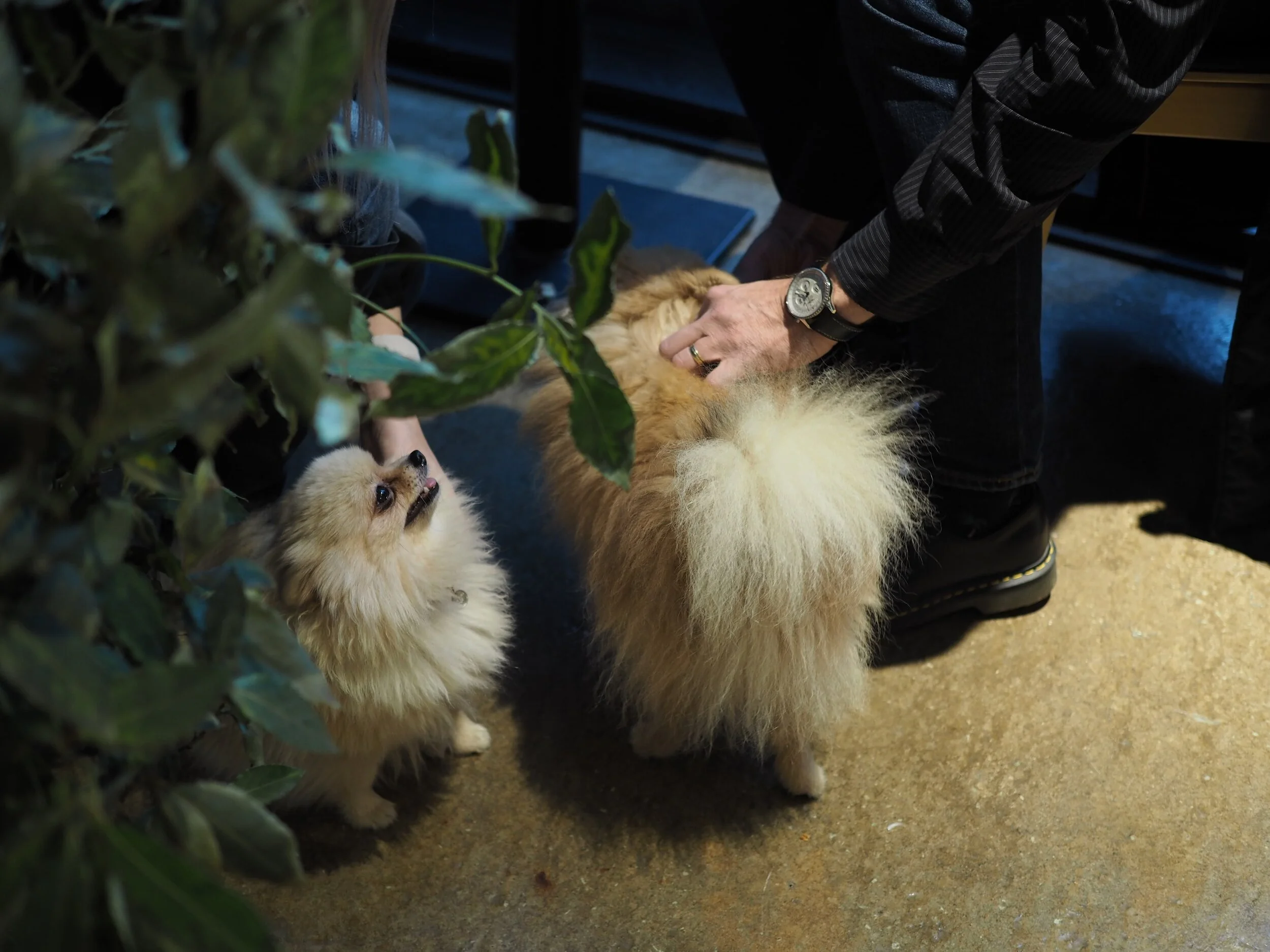 Levier - Parimad makroonid linnas