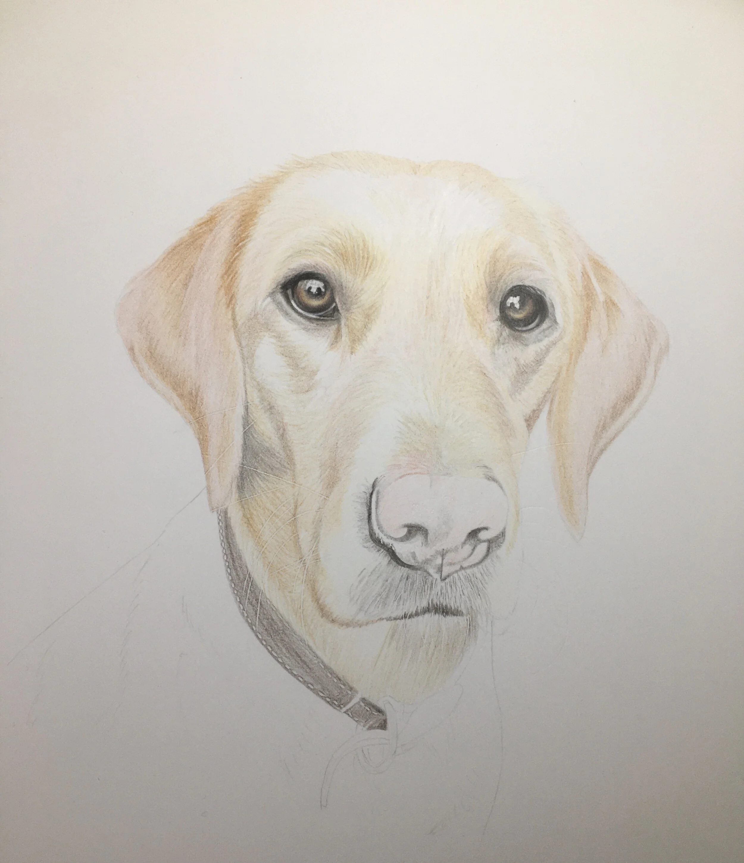 Creating a Pet Portrait — Country Dog Portraits