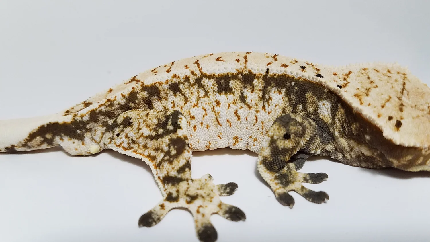 White Crested Gecko