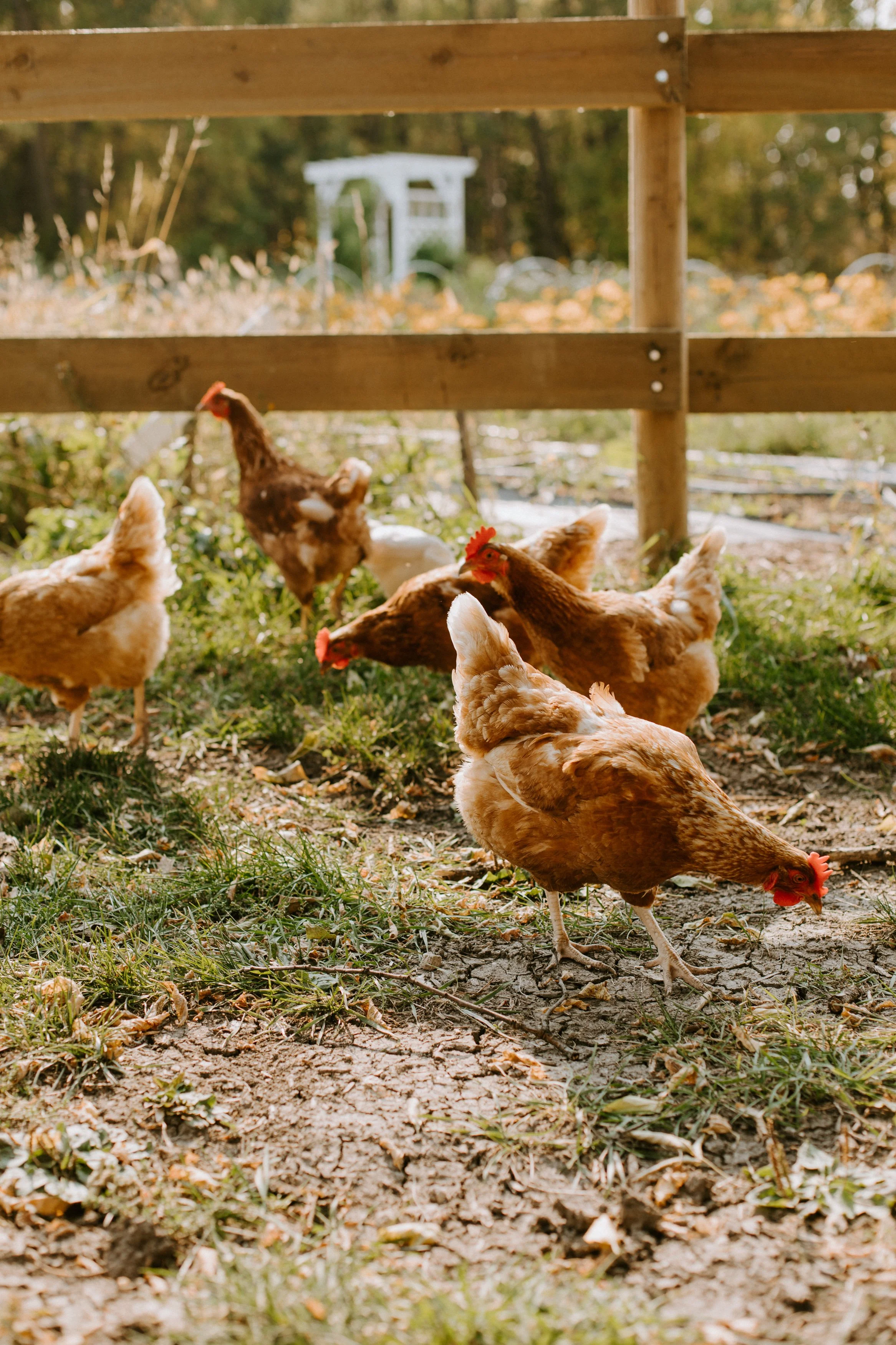 Miss Millie's Flower Farm