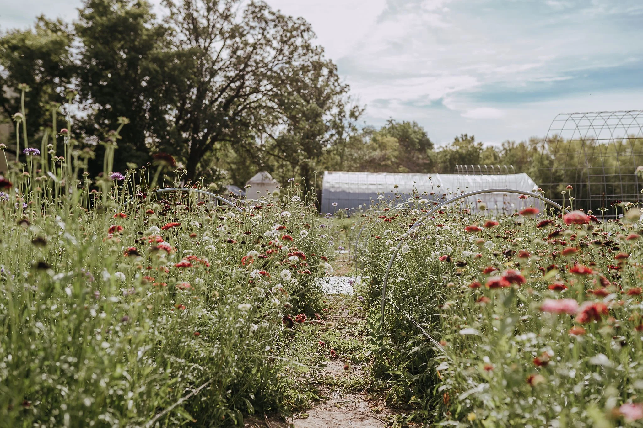 Miss Millie's Flower Farm