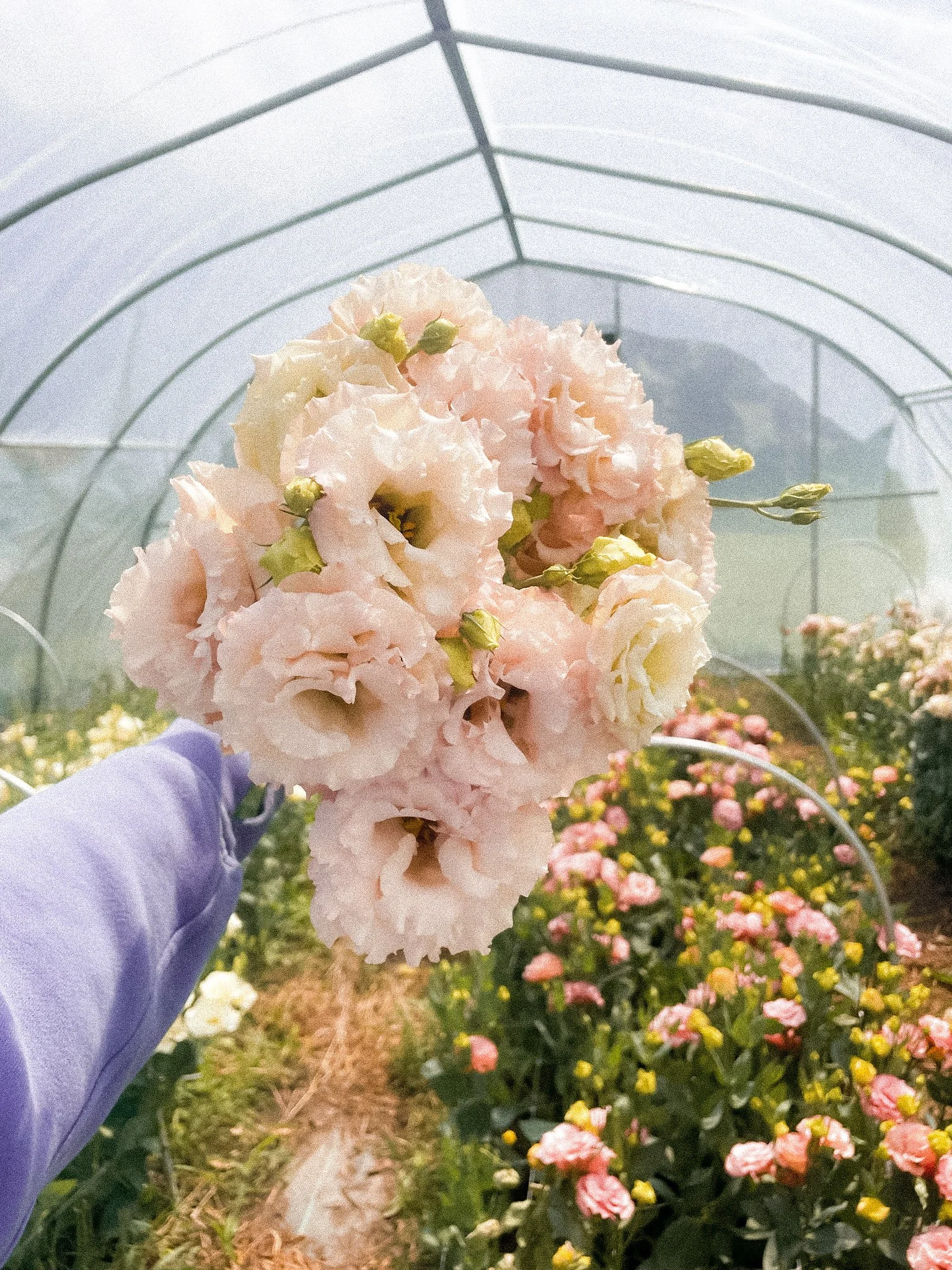 Miss Millie's Flower Farm
