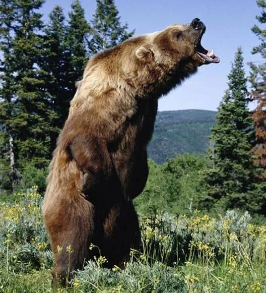 Bear Aware — Vanstock Alaska