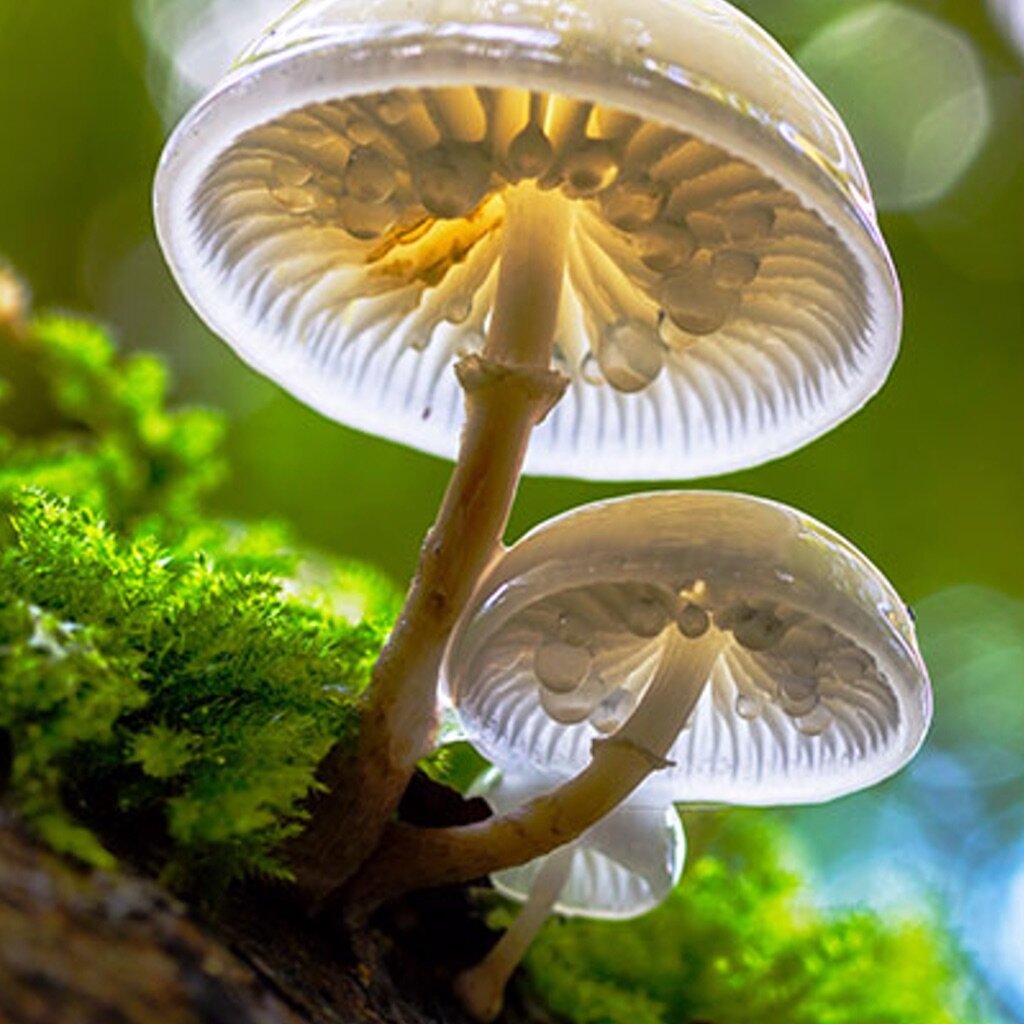 Entangled Life in the Press — Merlin Sheldrake