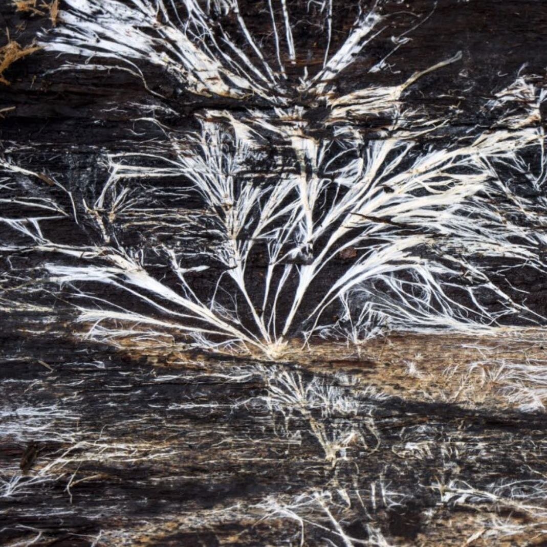 Entangled Life in the Press — Merlin Sheldrake