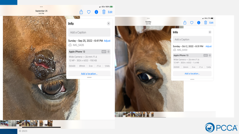 Enhancing Scar Care for Humans and Animals: PCCA’s PracaSil®-Plus Base ...